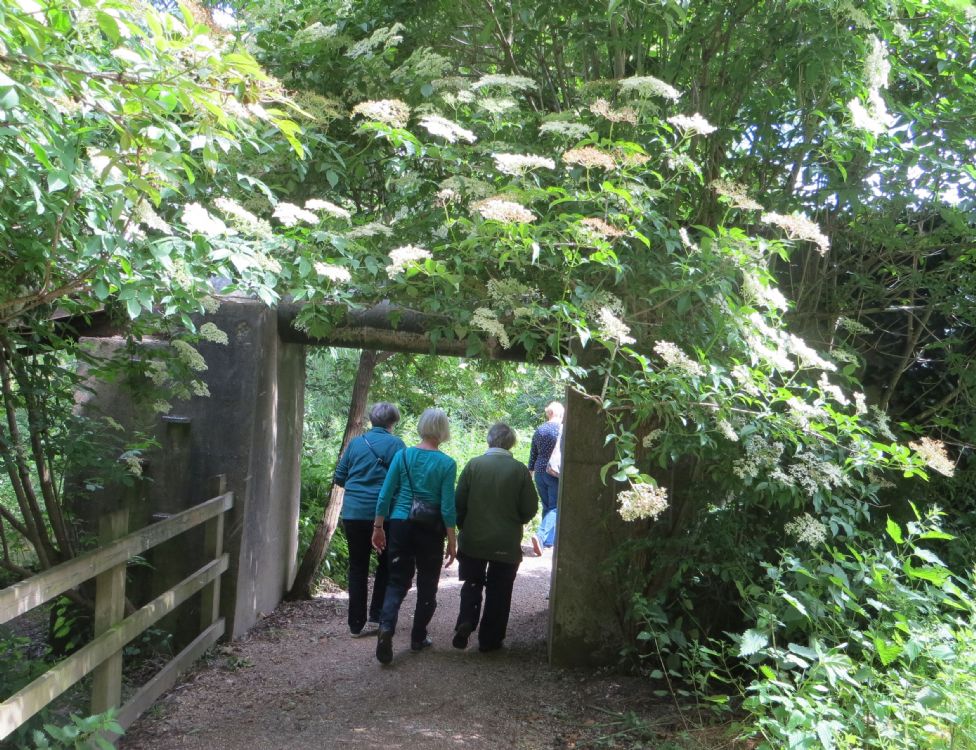 An exploration of Dane Meadow, Holmes Chapel in June 2017